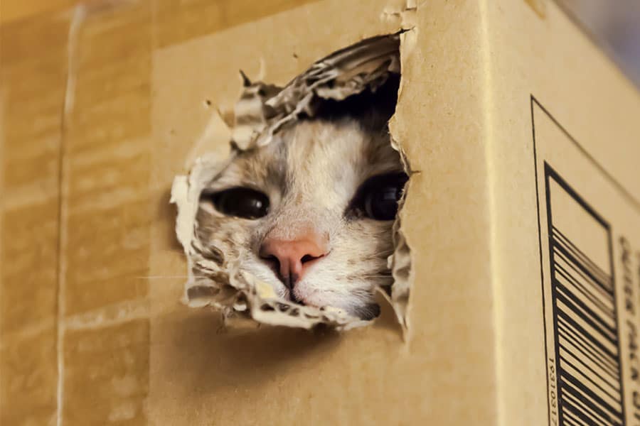 Why Are Cats So Weird Behaviors Finally Explained 2 Paws Up Inc Why Are Cats So Weird Behaviors Finally Explained 2 Paws Up Inc