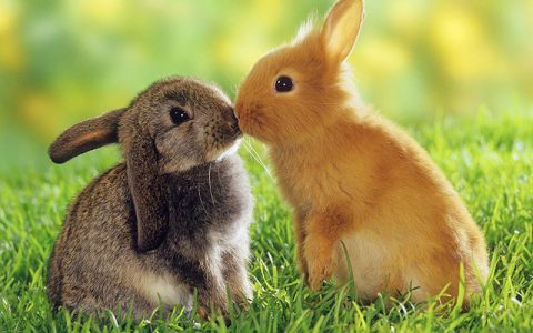 10 Reasons Why Rabbits Are Cool Pets - 2 Paws Up Inc. | Pet Sitting ...
