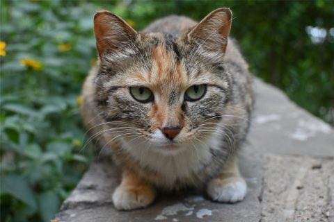 Health Care for Older Cats - 2 Paws Up Inc. | Pet Sitting, Dog Walking ...