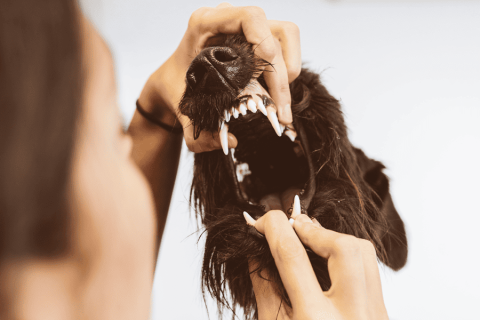 What to Do if Your Dog is Choking - 2 Paws Up Inc. | Pet Sitting, Dog ...