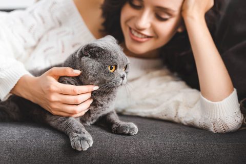 The Year of the Cat: What Every Cat Owner Needs to Know in 2026 - 2 ...